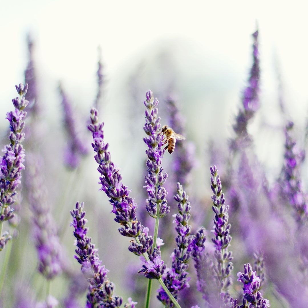 The Amazing Benefits of Lavender - Smell the Difference!