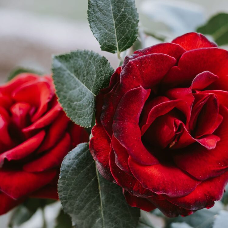 3 Awesome Benefits of Rose Essential Oil for You!