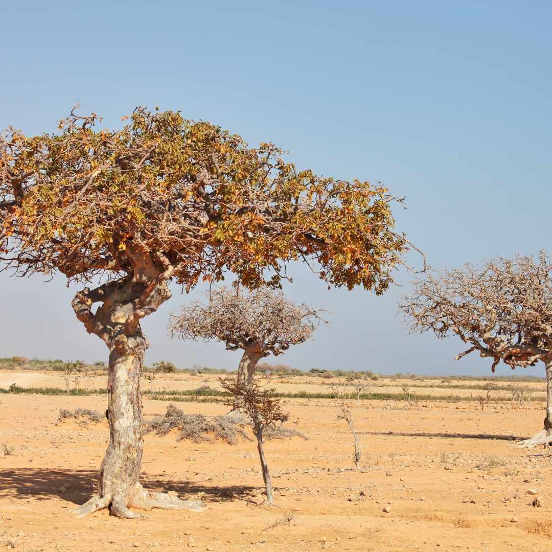 Frankincense and Myrrh - 6 Things I love about them!