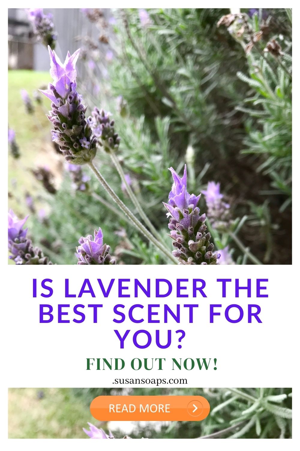 Is Lavender's Soothing Scent Really the Best Choice for You?