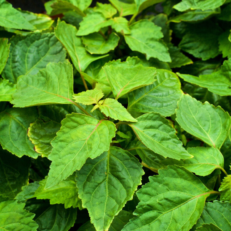 What is Patchouli? I love it but it's not for everyone.