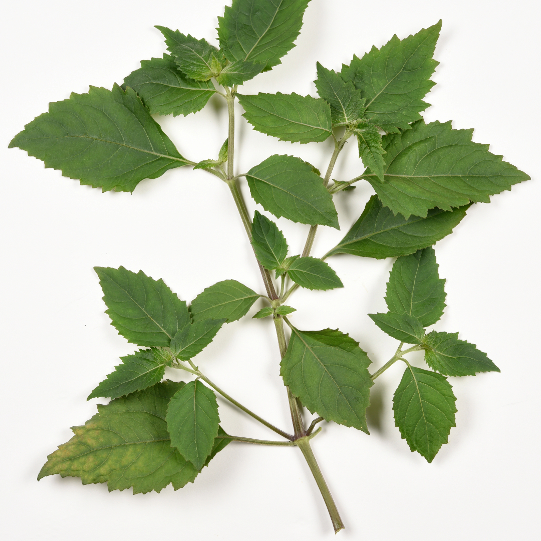 What is Patchouli? I love it but it's not for everyone.